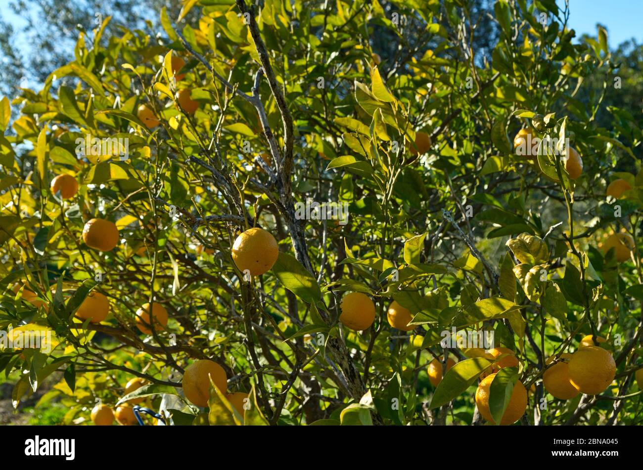 Fruits of the algarve hi-res stock photography and images - Alamy
