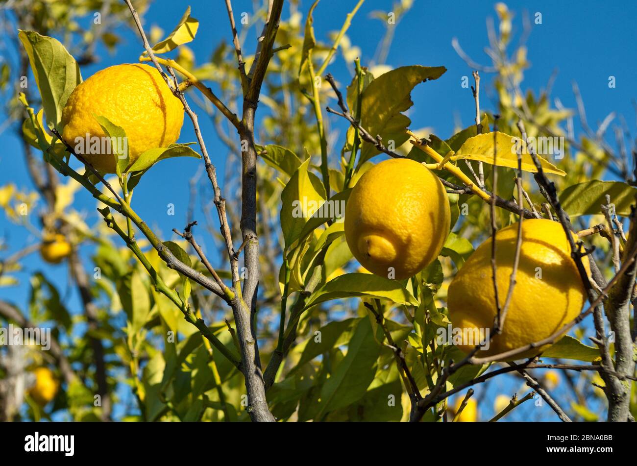 Oranges on trees for harvesting in Algarve, Portugal Stock Photo - Alamy
