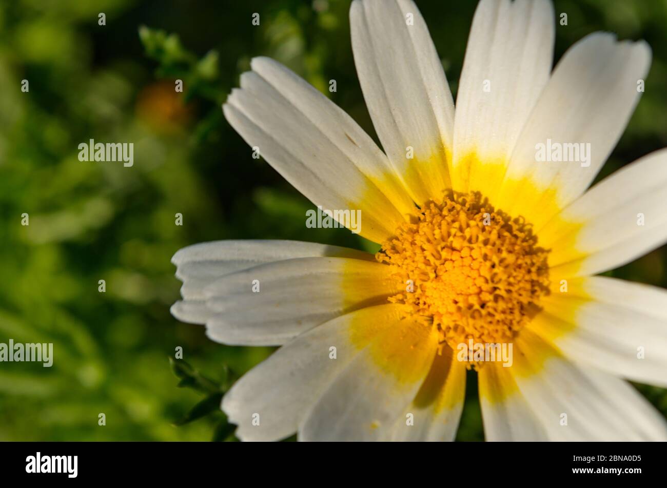 Wild daisy flower close up. Flower Photography Stock Photo - Alamy