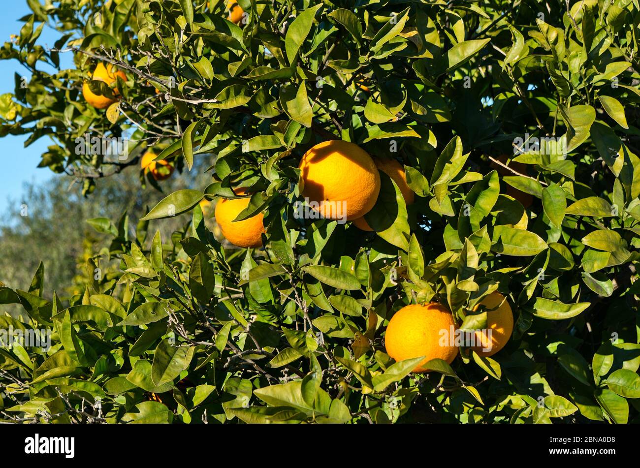 Fruits of the algarve hi-res stock photography and images - Alamy