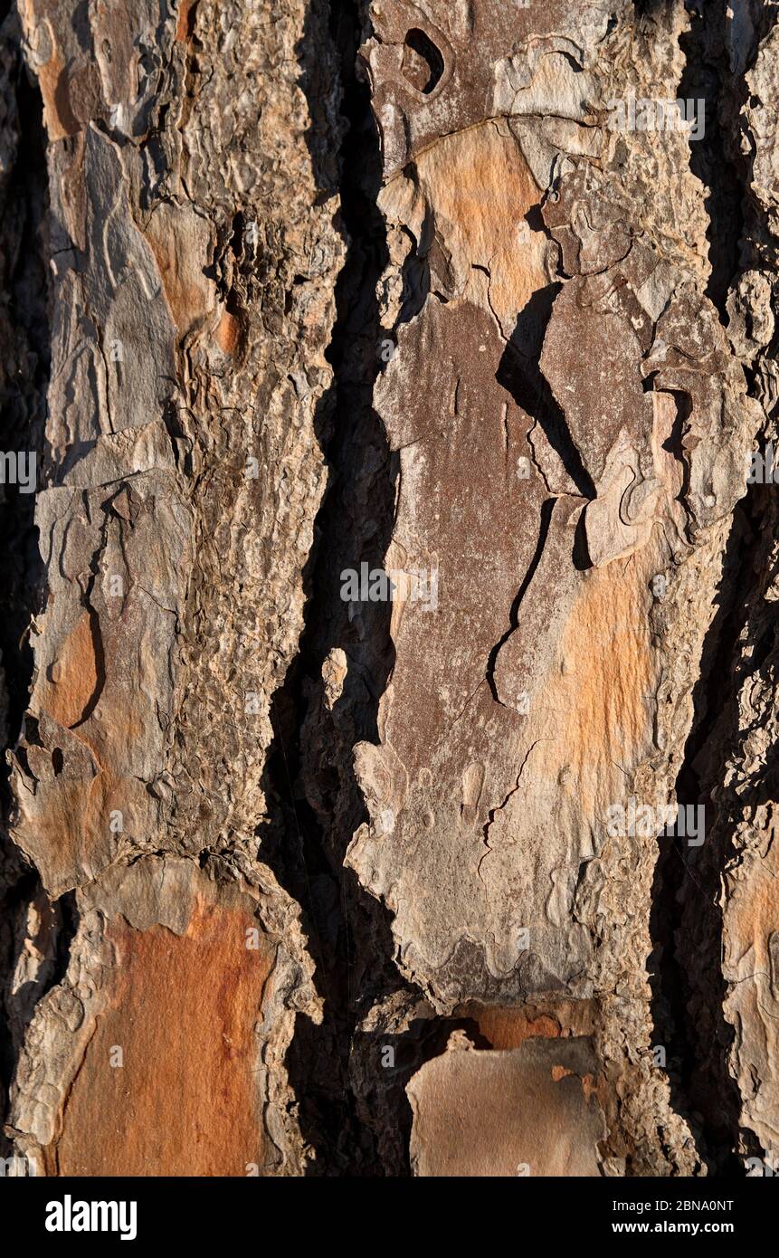 Tree surface texture hi-res stock photography and images - Alamy