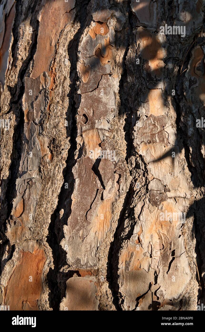 Pine tree rough surface. Algarve, Portugal Stock Photo - Alamy