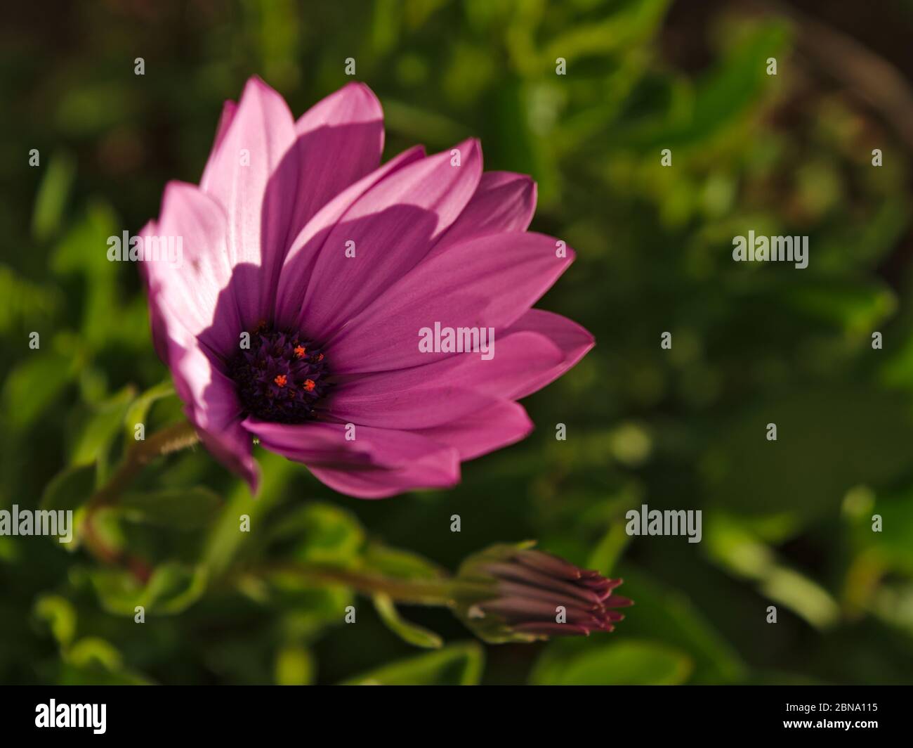 Pinkish purple color hi-res stock photography and images - Alamy