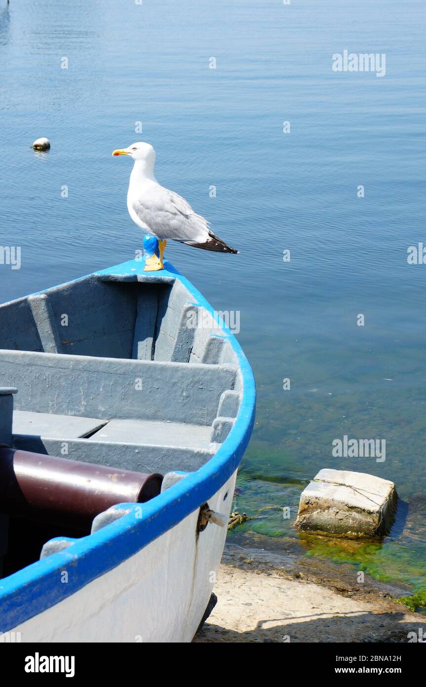 Closeup shot seagulls beach hi-res stock photography and images - Alamy