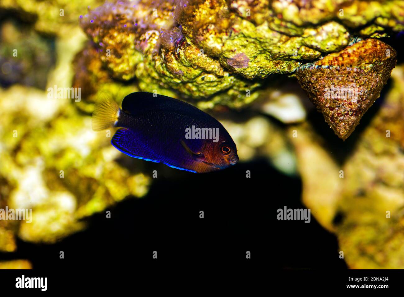 Pygmy Yellowtail Angelfish - (Centropyge flavicauda Stock Photo - Alamy