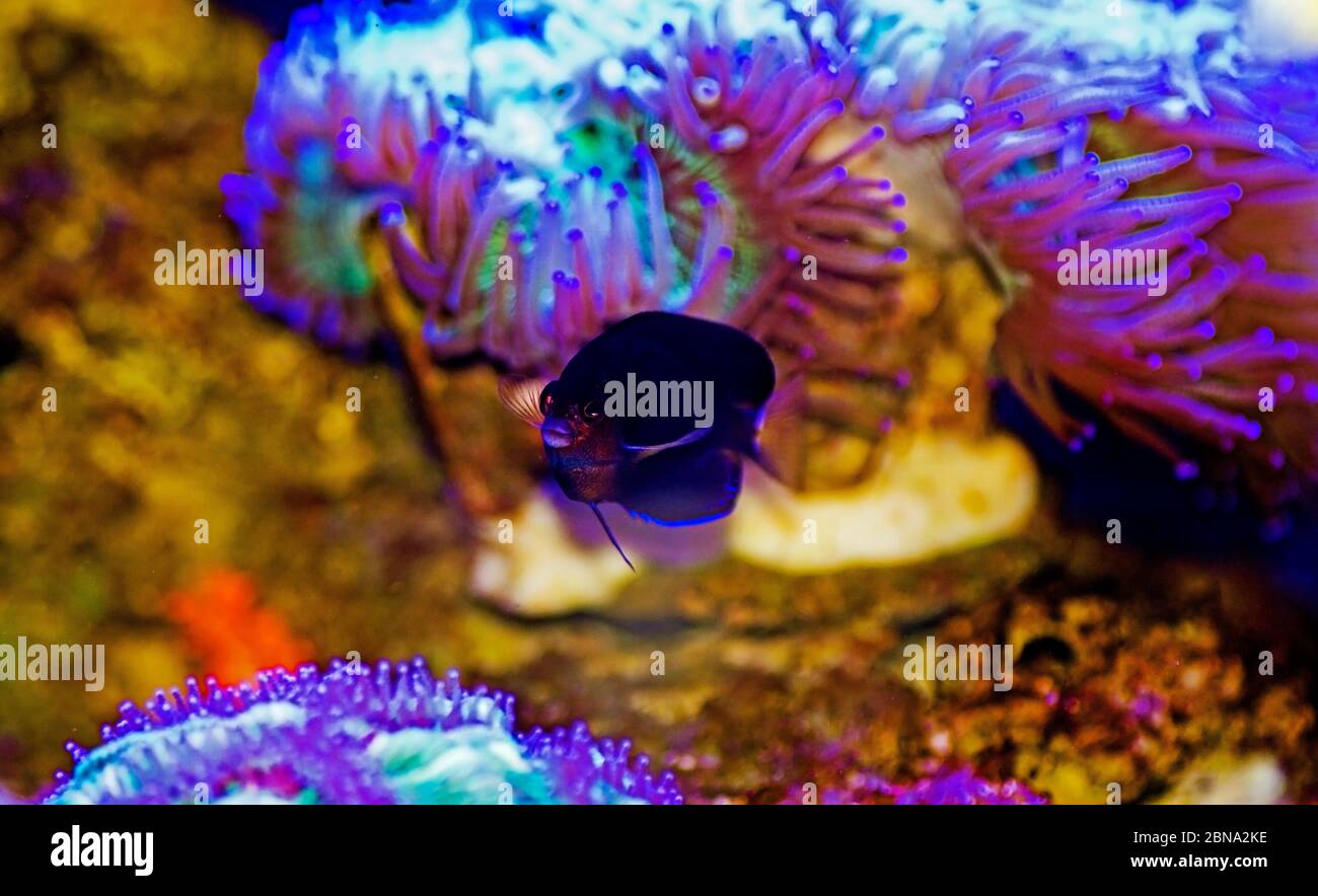 Pygmy Yellowtail Angelfish - (Centropyge flavicauda Stock Photo - Alamy