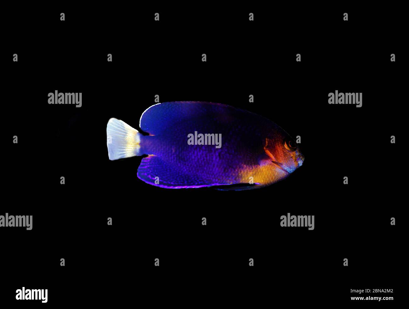 Pygmy Yellowtail Angelfish - (Centropyge flavicauda Stock Photo - Alamy