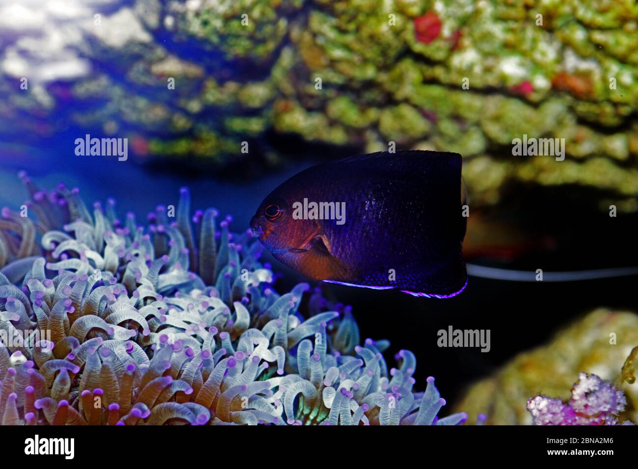 Pygmy Yellowtail Angelfish - (Centropyge flavicauda Stock Photo - Alamy