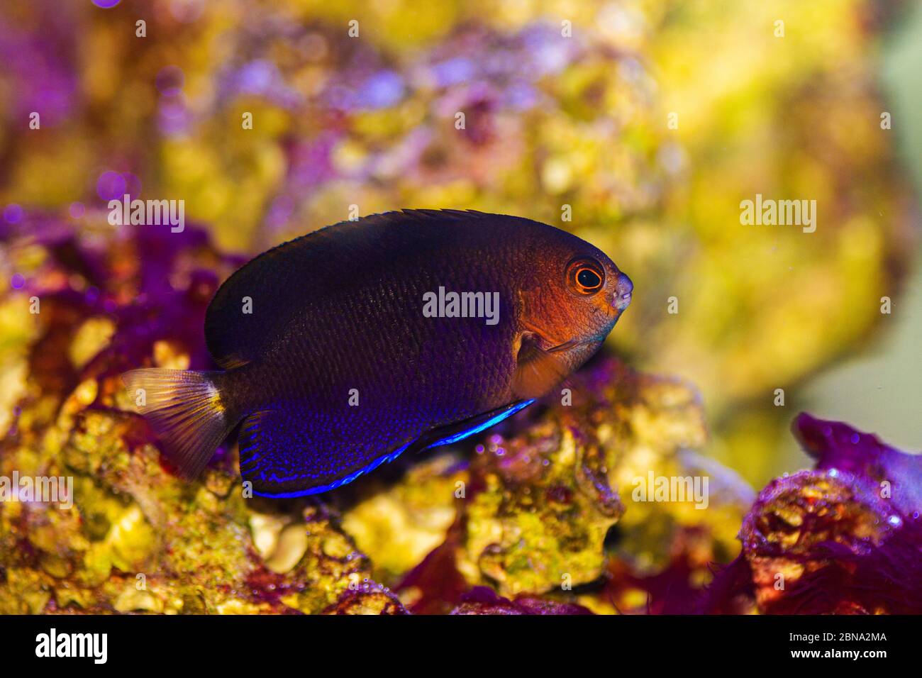 Pygmy Yellowtail Angelfish - (Centropyge flavicauda Stock Photo - Alamy