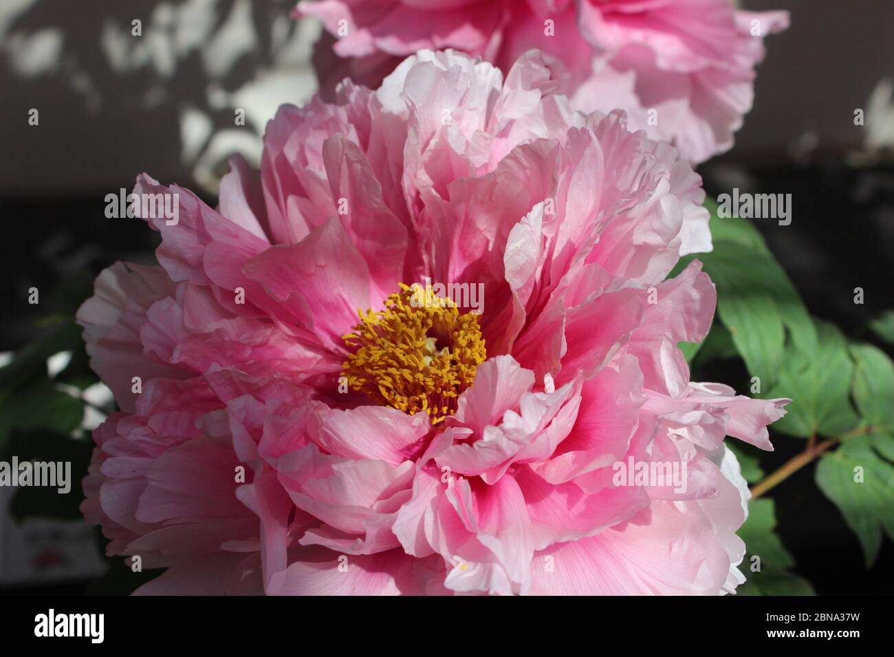 lady in a peony garden Stock Photo - Alamy