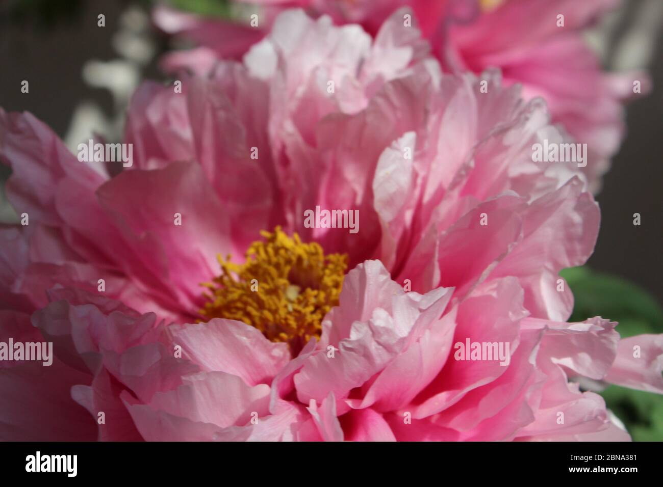 lady in a peony garden Stock Photo - Alamy