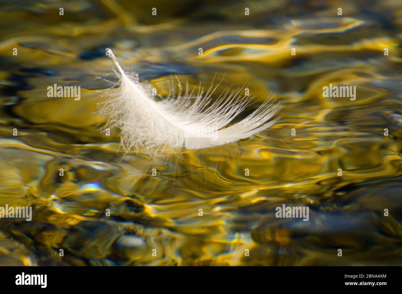 Closeup shot of a white feather floating on the surface of the water ...
