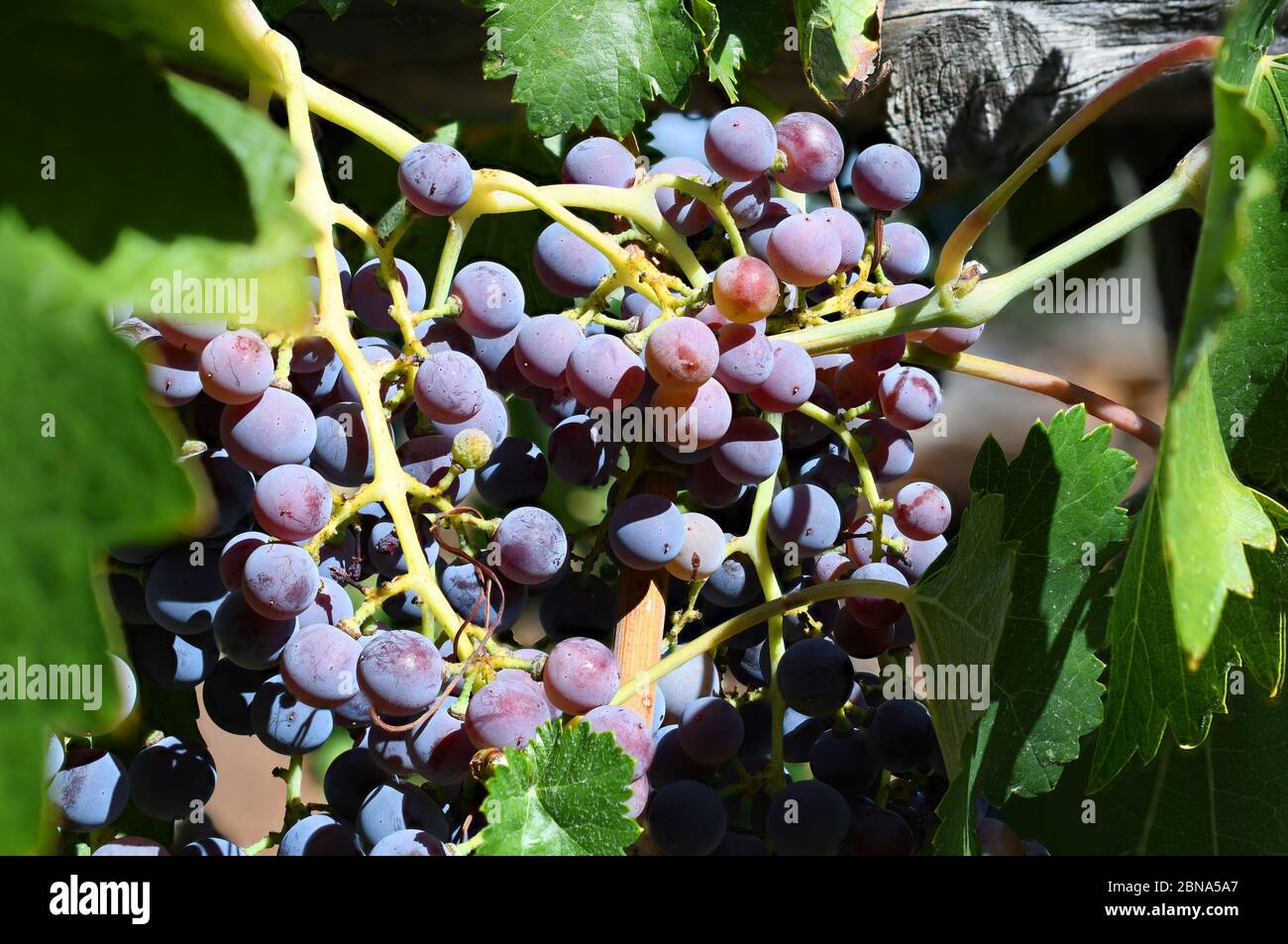 Organic Grapes still on the Vine in the Rio Grande Valley of New Mexico ...