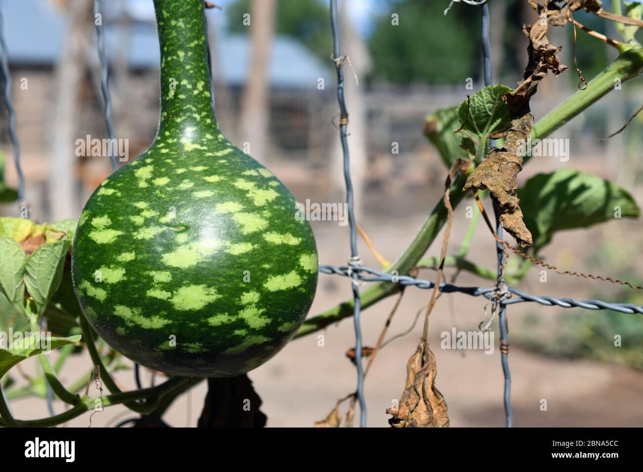 Gourd on a Fence at the Heritage Farm in New Mexico Stock Photo - Alamy
