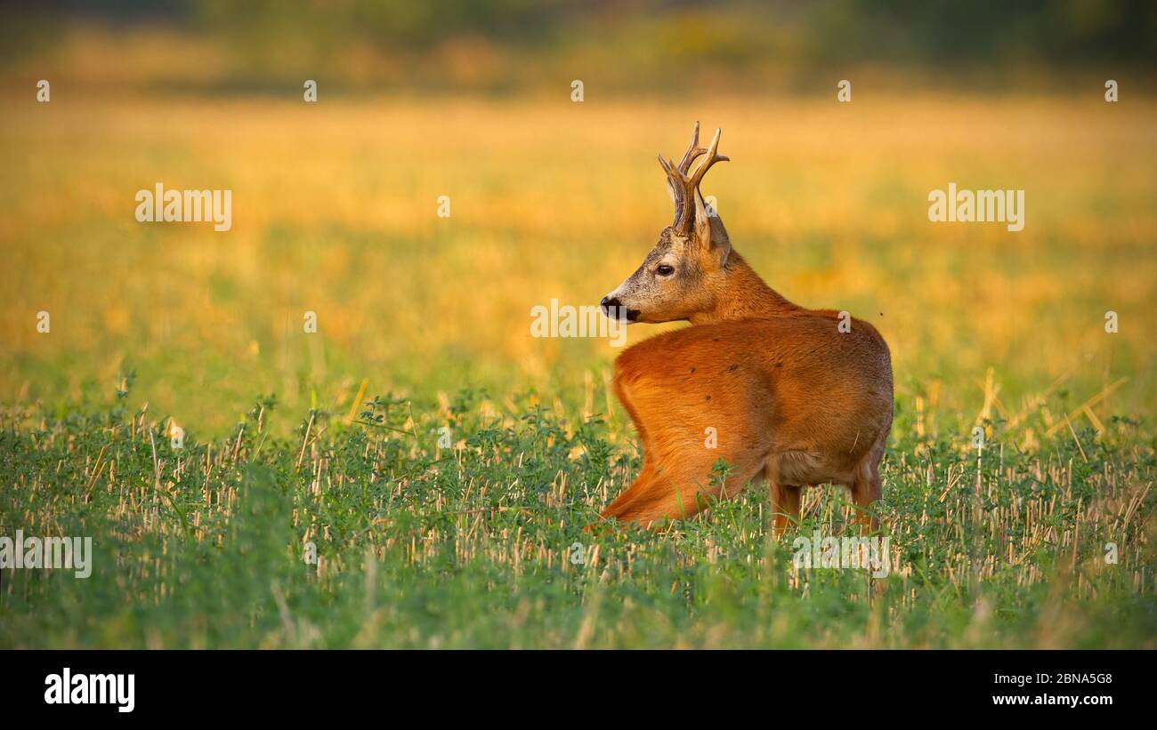 Cute roe deer stretching its neck and watching behind on a filed at ...
