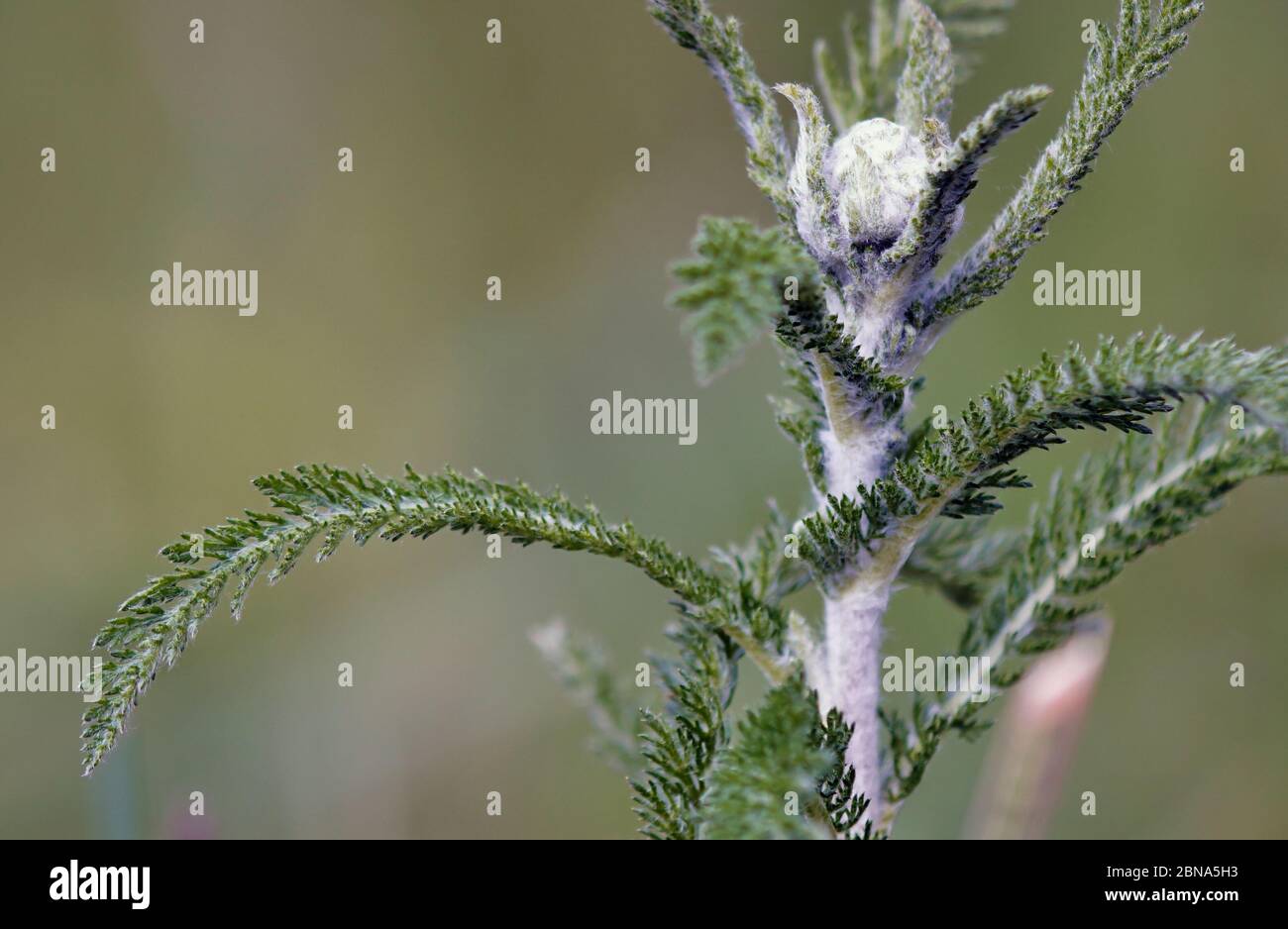 Greenery in Spring Stock Photo - Alamy