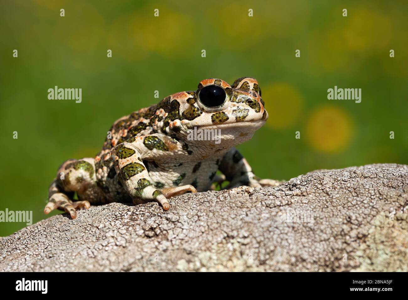 Curious european green toad looking with big black eyes in summer Stock ...