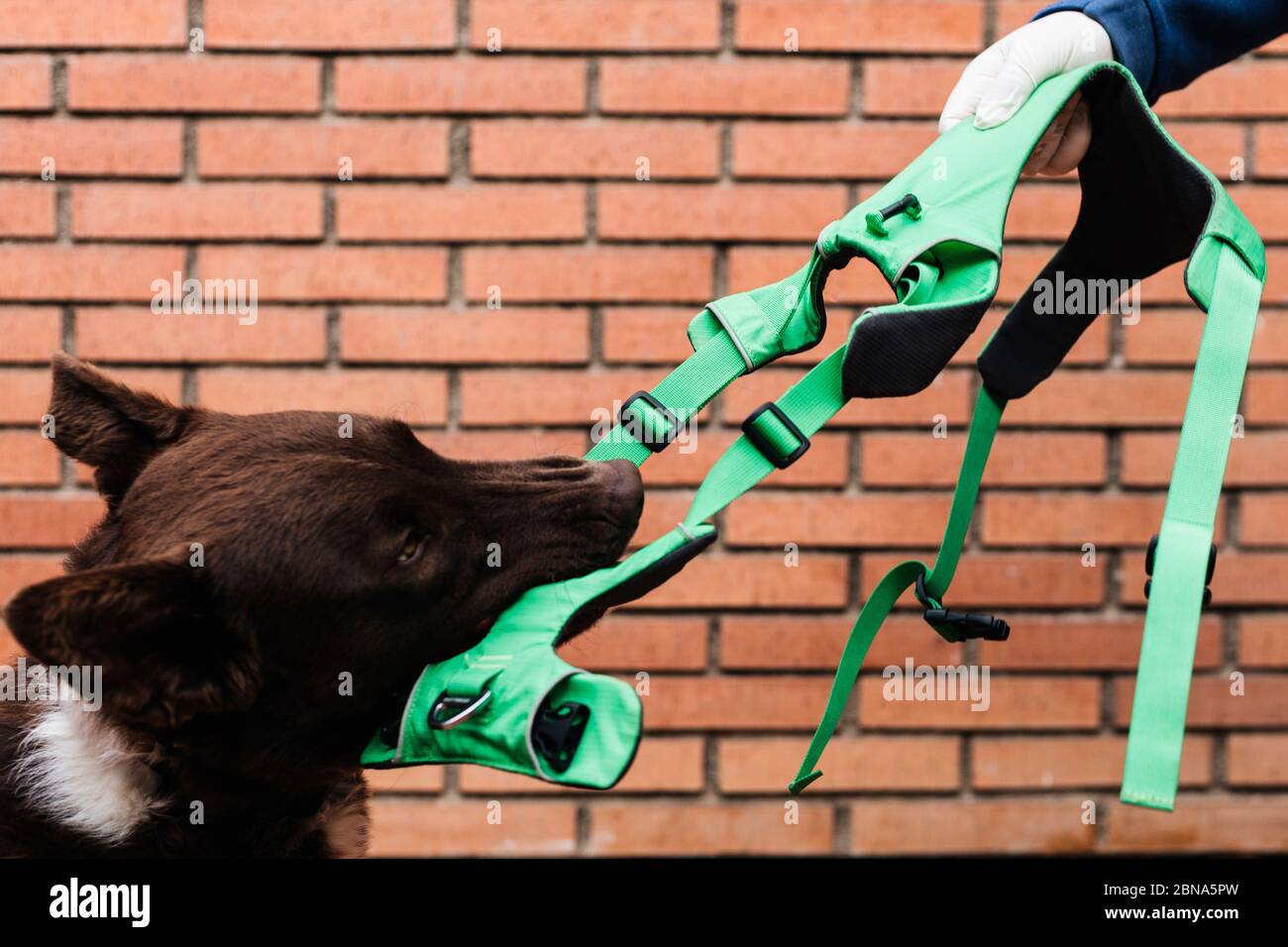 Harness hand gloves hi-res stock photography and images - Alamy