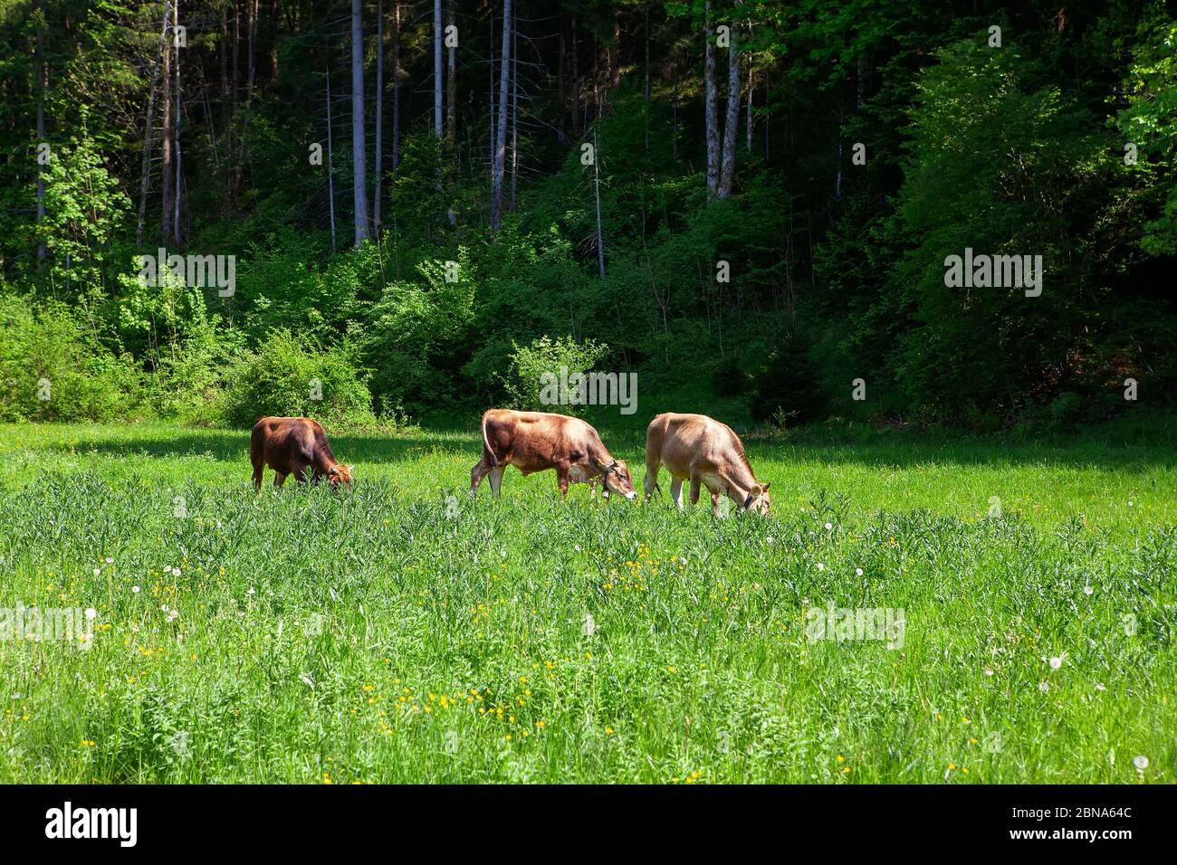 young calves grazing fresh grass Stock Photo - Alamy