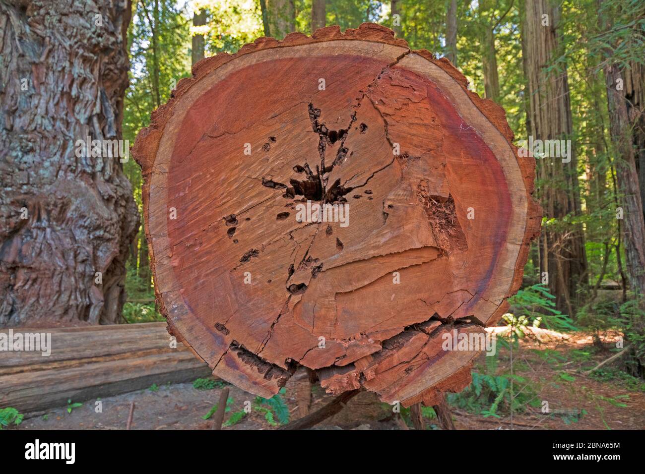 Redwood tree cross section hi-res stock photography and images - Alamy
