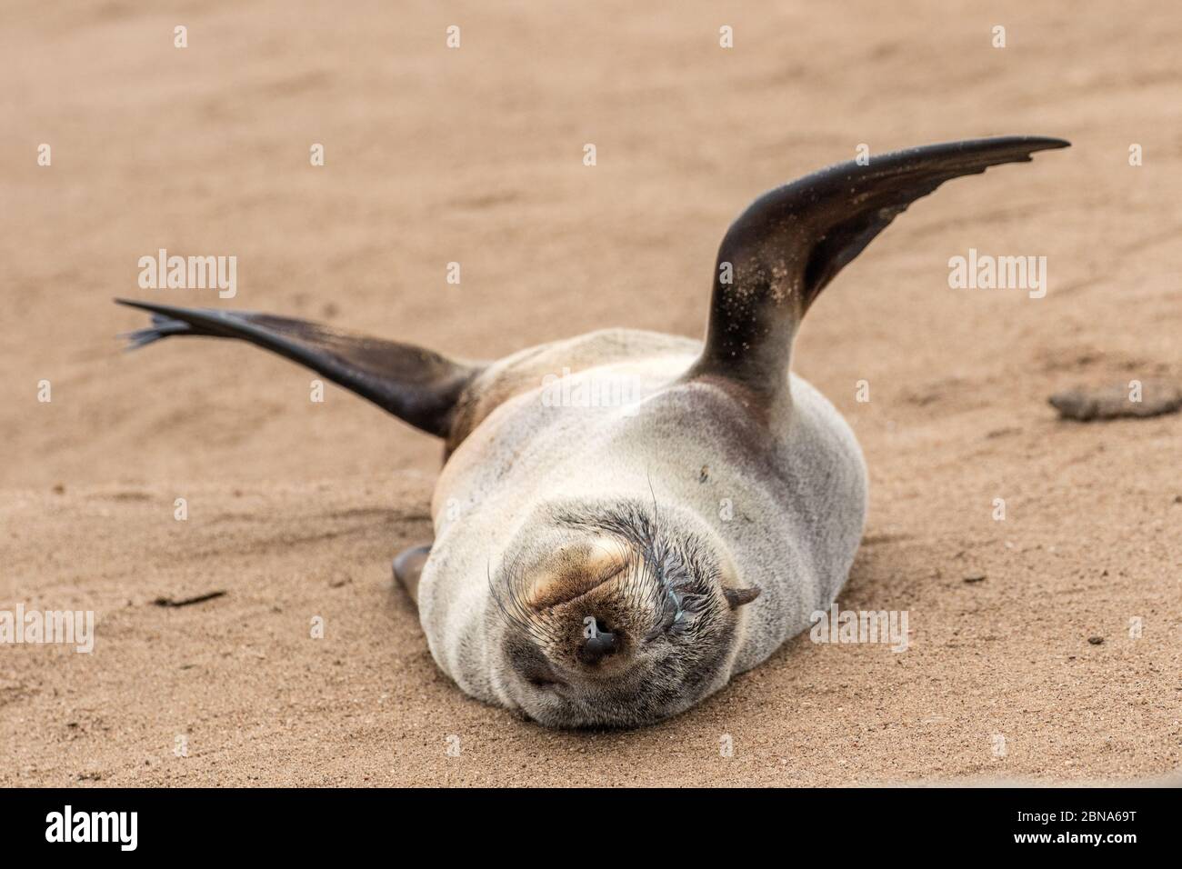 Cape Fur Seal laying on it's back Stock Photo - Alamy