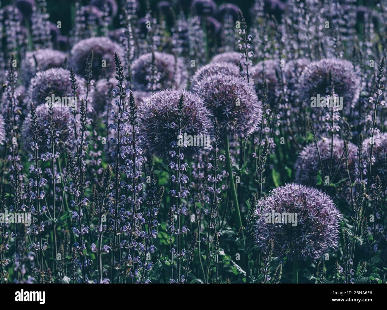 Purple round flowers growing on a field Stock Photo - Alamy