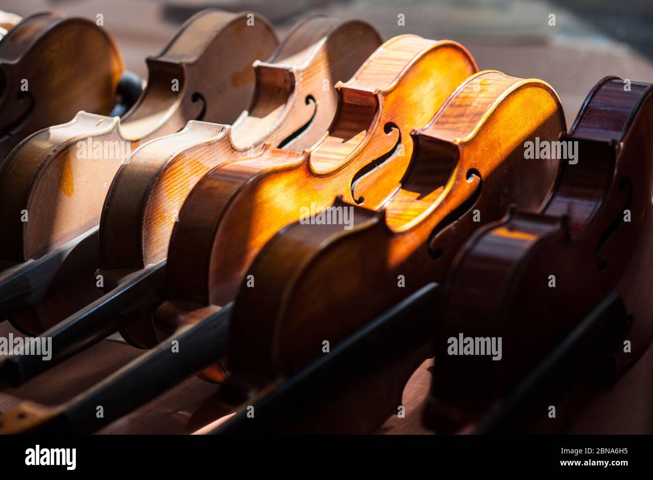 Shot of various violins aligned on the display of a musical instrument ...