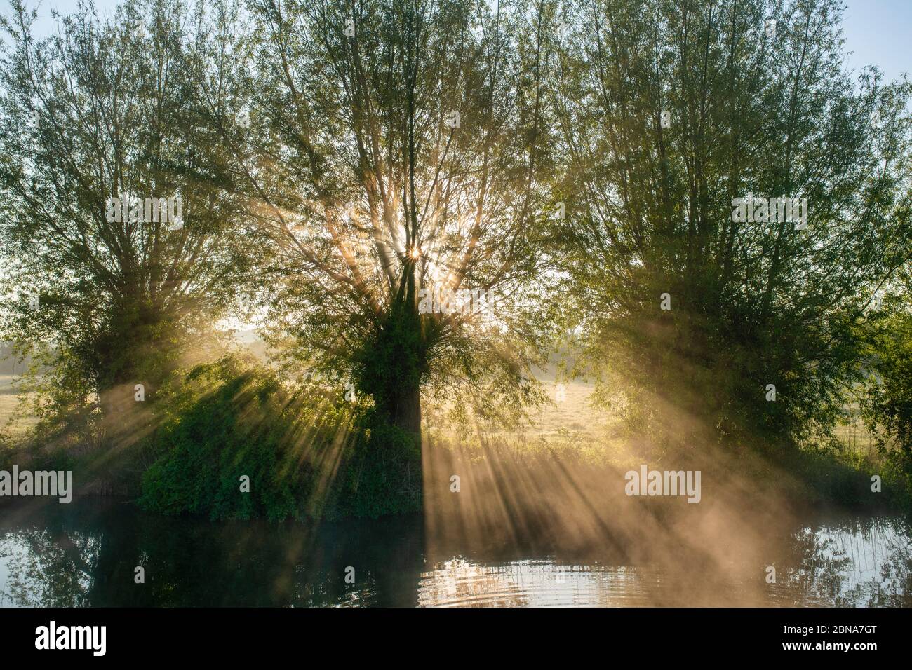 Sun rays through mist and willow trees along the oxford canal. Near ...