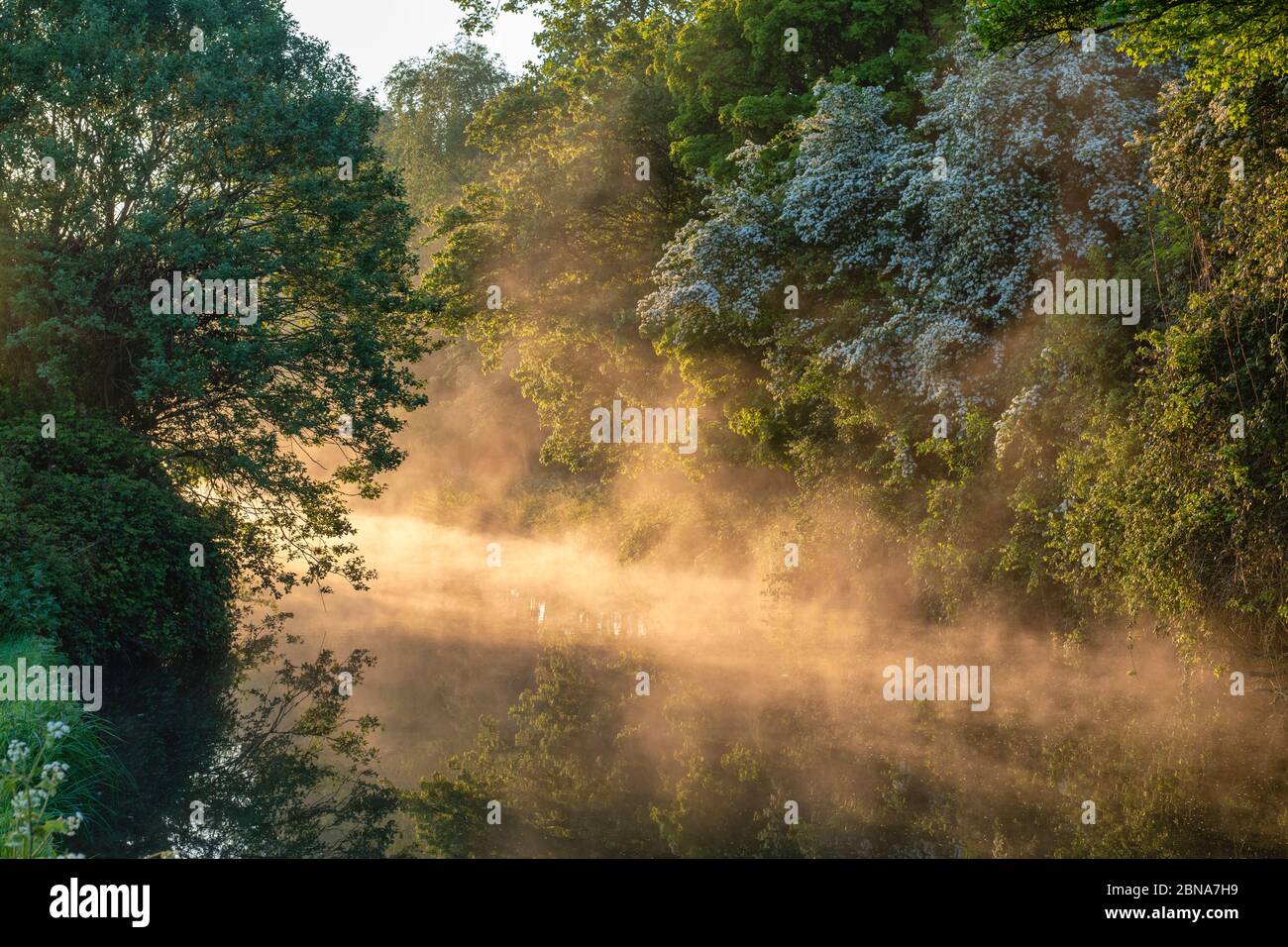Mist on the oxford canal on a spring morning at sunrise. Near Somerton ...
