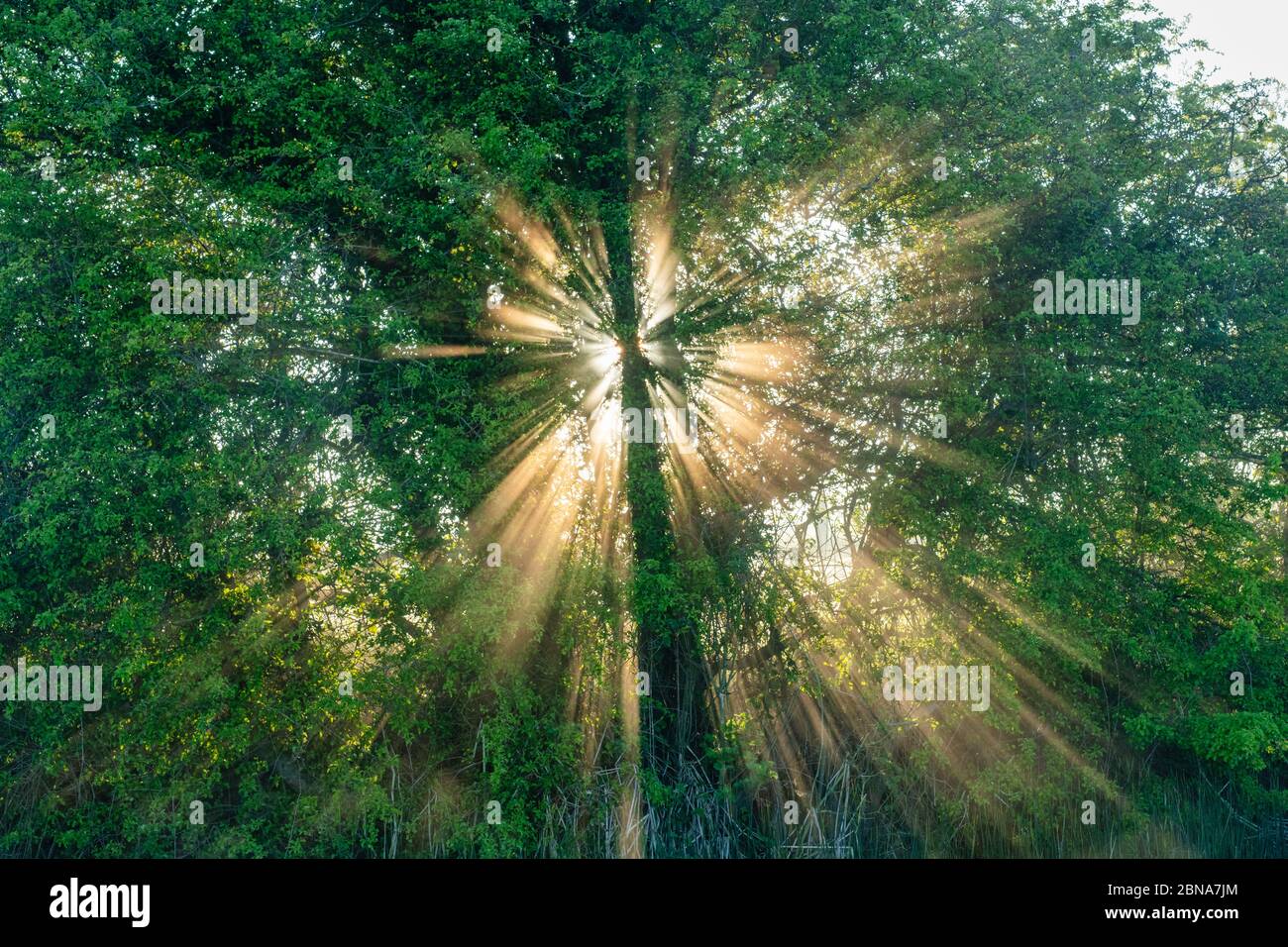 Sunrise through mist hi-res stock photography and images - Alamy