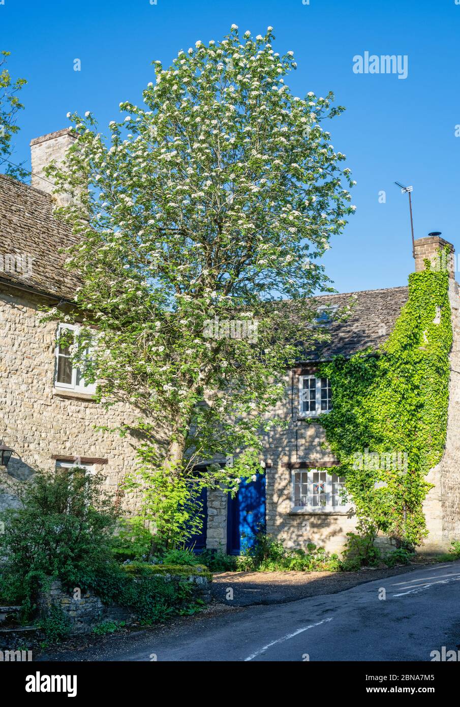 Stone cottages and a rowan tree in spring. Wootton, West Oxfordshire ...