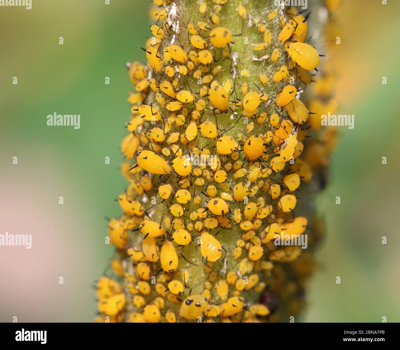Aphid damage hi-res stock photography and images - Alamy
