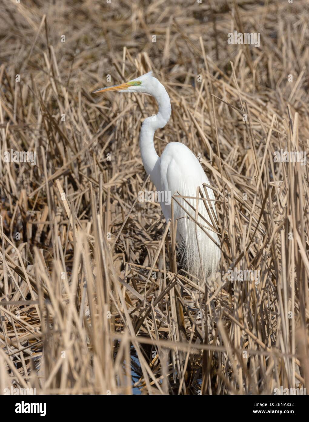 Madison south dakota hi-res stock photography and images - Alamy