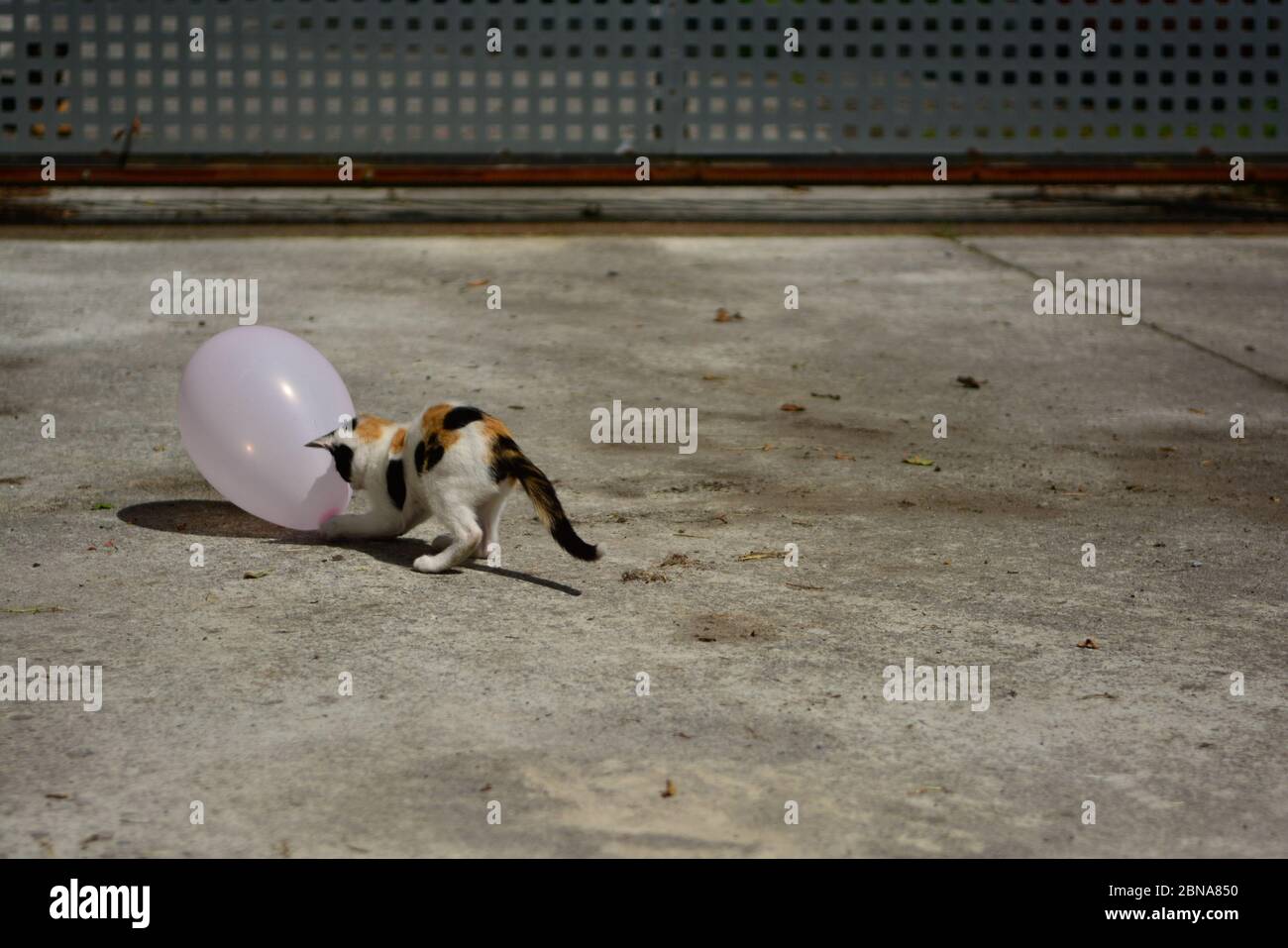 Cat with a balloon hi-res stock photography and images - Alamy