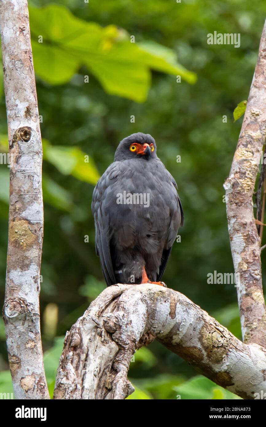 Slate-colored hawk (Leucopternis schistaceus) perched in Peruvian ...