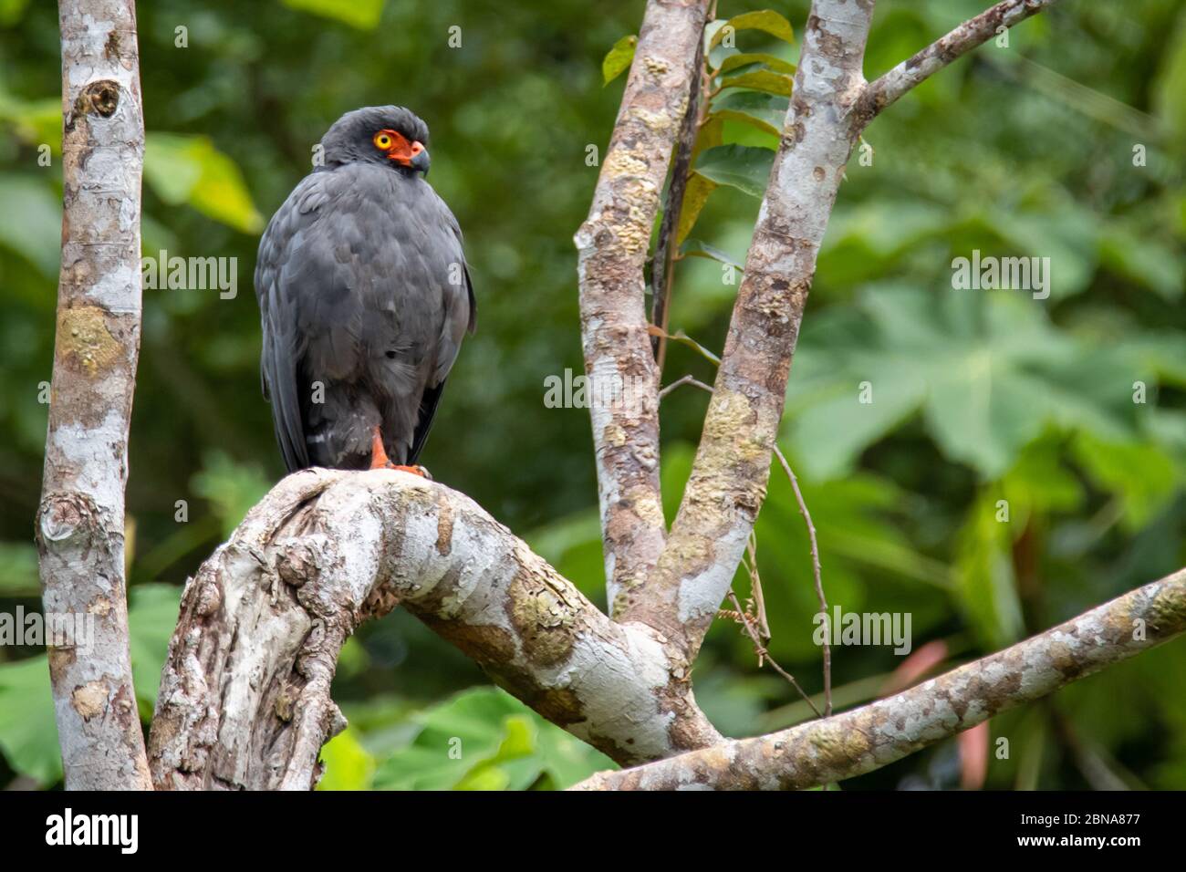 Slate-colored hawk (Leucopternis schistaceus) perched in Peruvian ...