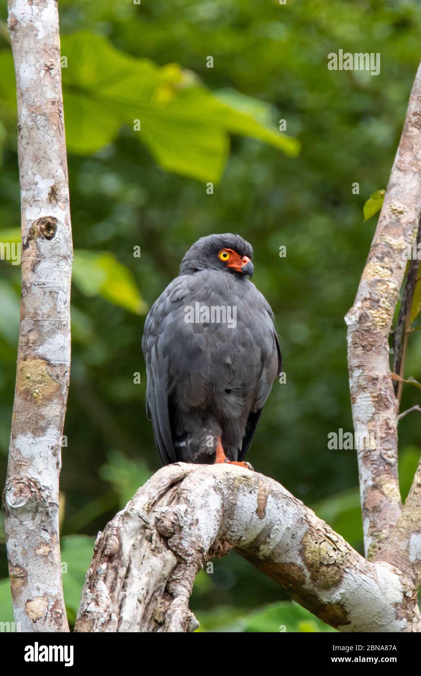 Slate-colored hawk (Leucopternis schistaceus) perched in Peruvian ...