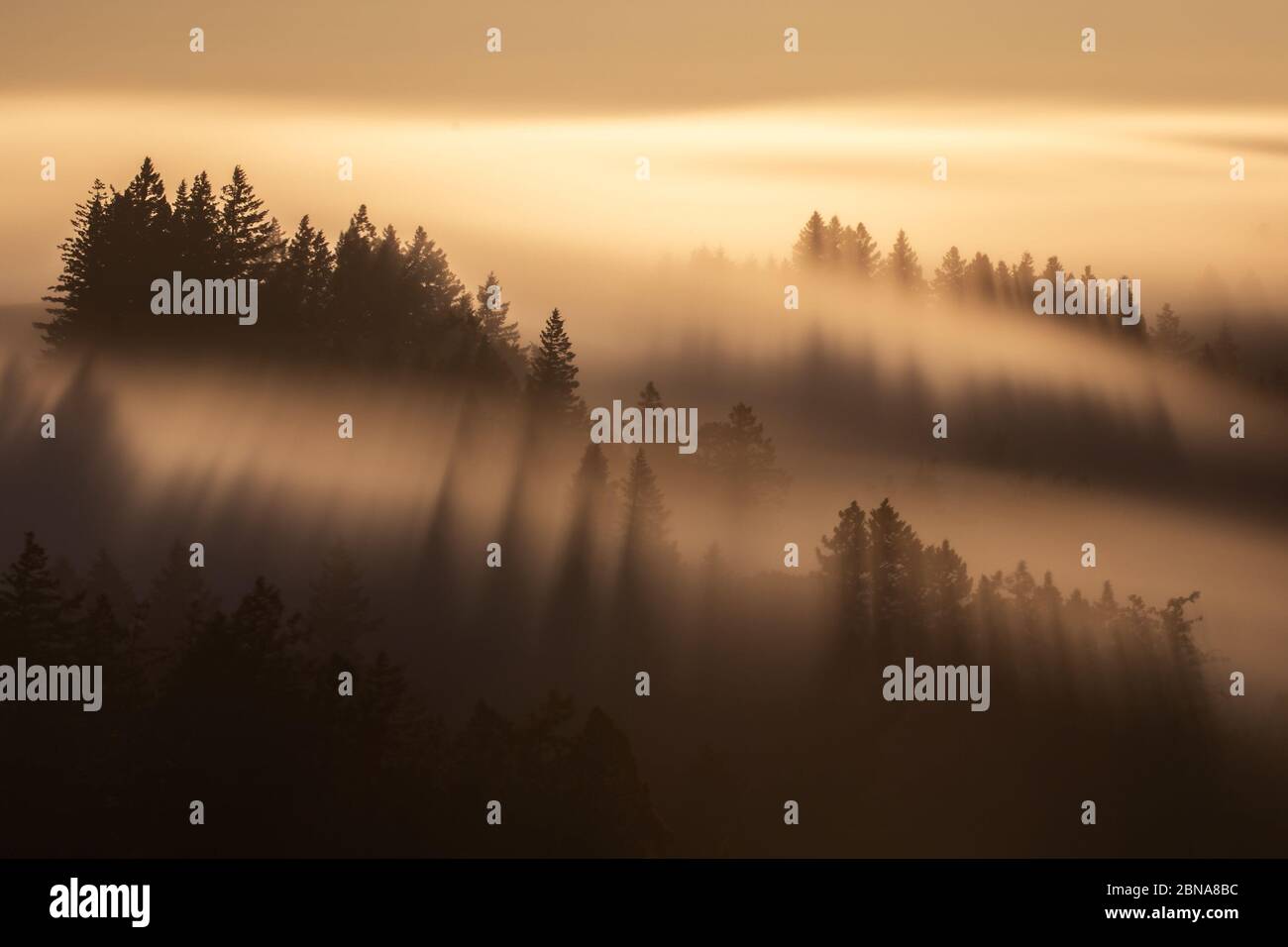 Aerial shot of tall spruce trees under a foggy yellow sky Stock Photo ...