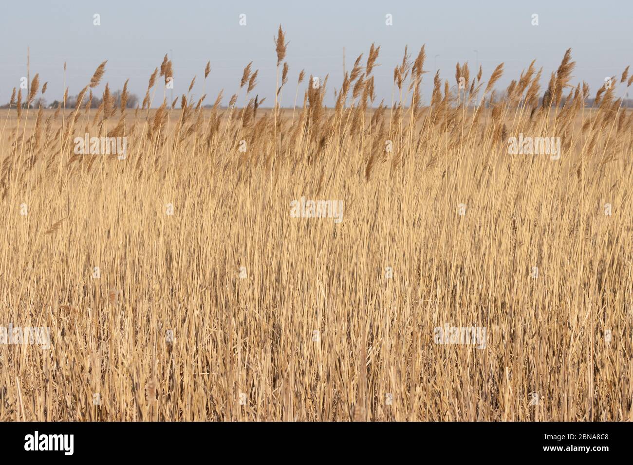 Invasive Phragmites April 18th, 2020 Minnehaha County, South Dakota ...