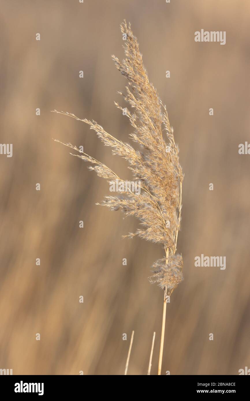 Reed phragmites australis phragmites communis hi-res stock photography ...
