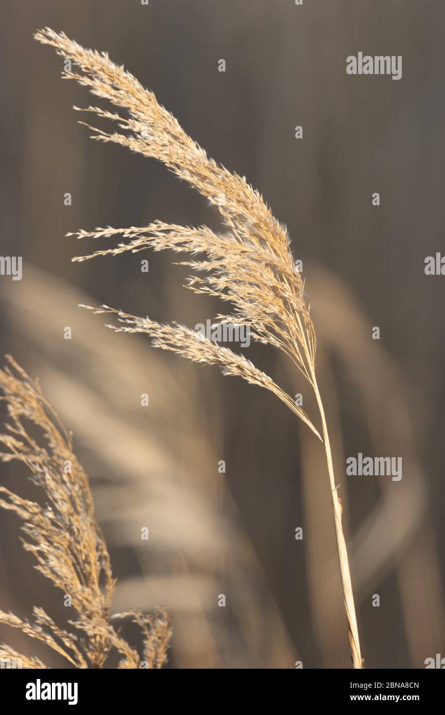 Reed phragmites australis phragmites communis hi-res stock photography ...