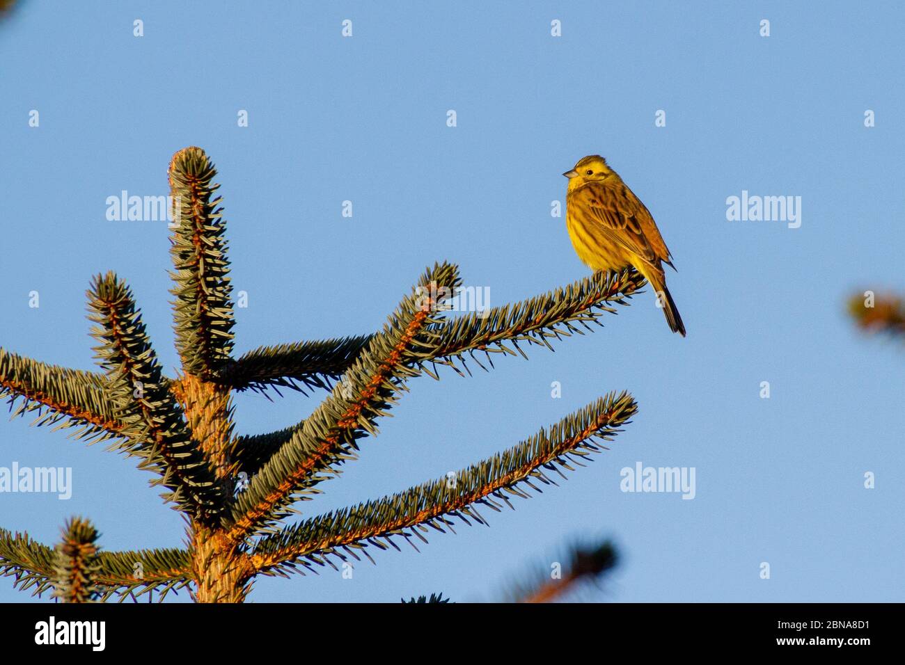 Sparrow perched on a spruce tree against a clear blue sky Stock Photo ...