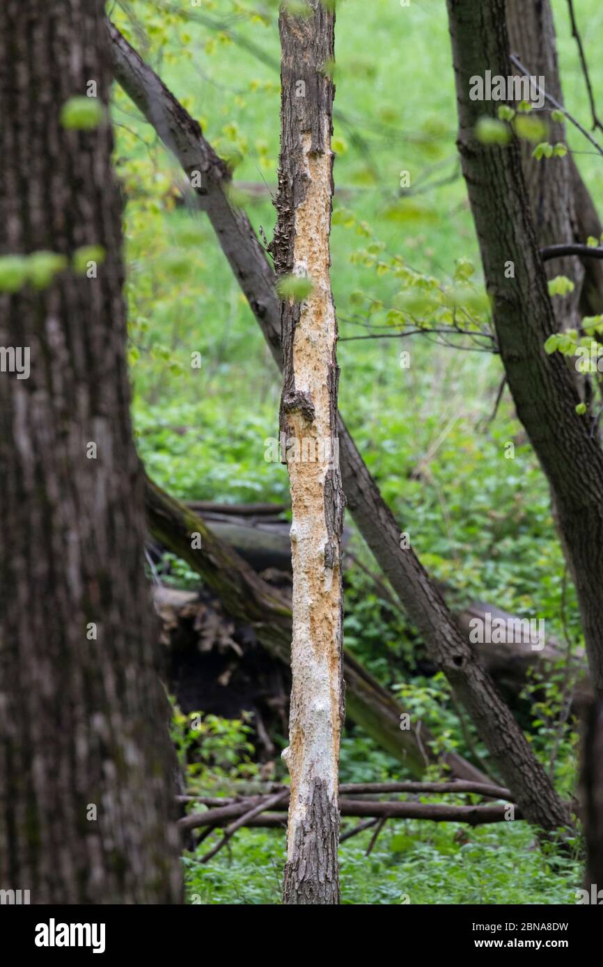 Scaling tree hi-res stock photography and images - Alamy