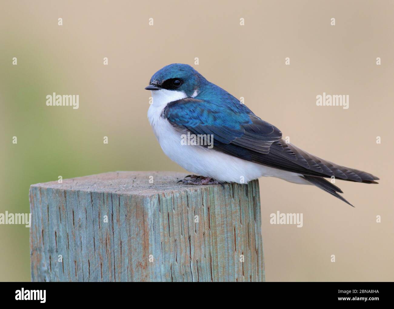 Wood swallow hi-res stock photography and images - Alamy