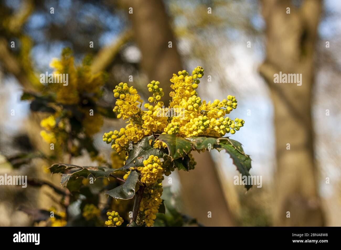 Soft focus of Oregon grape flower blooming on a banch Stock Photo - Alamy