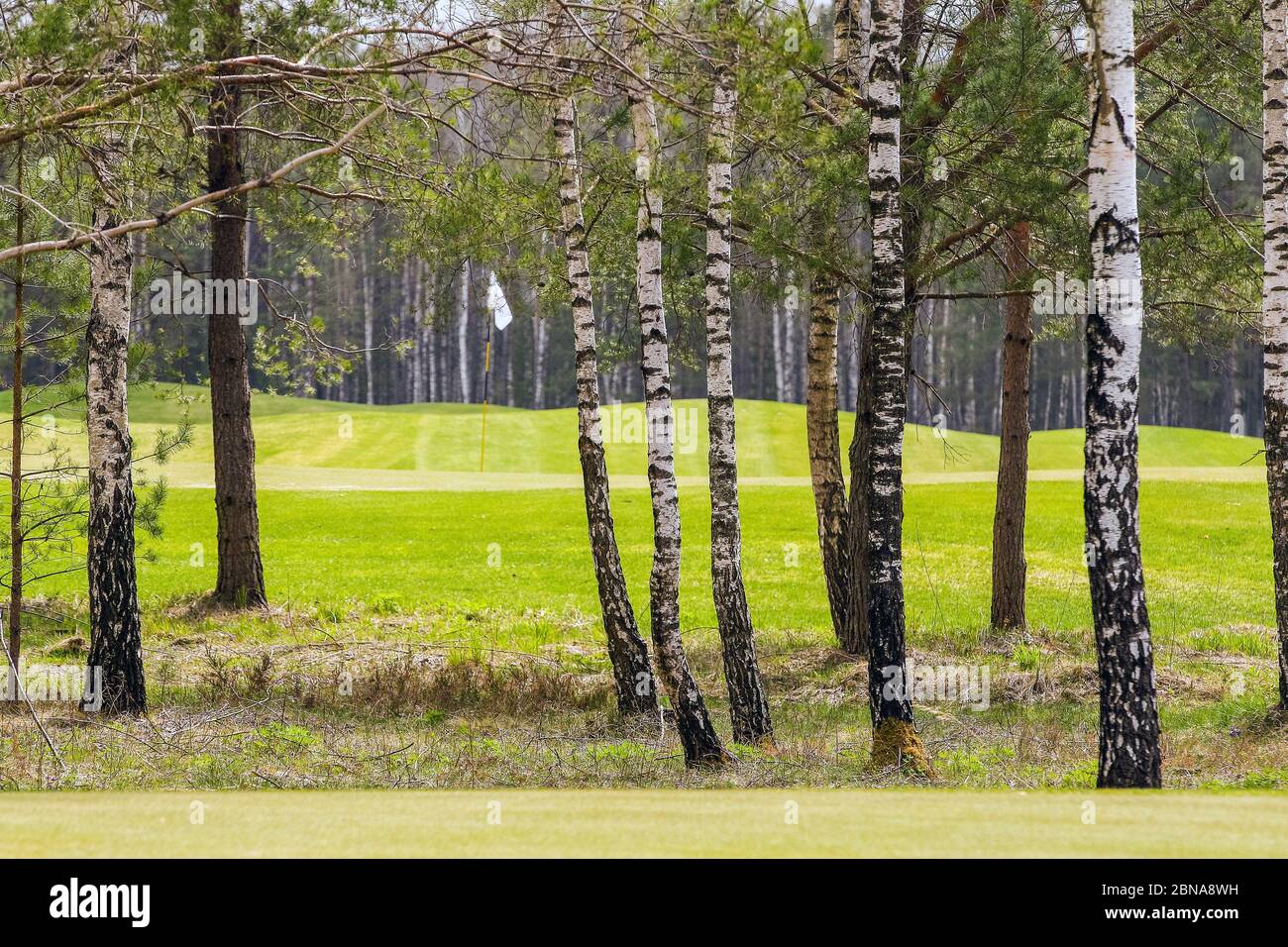 Nature birch grove a panorama Stock Photo - Alamy
