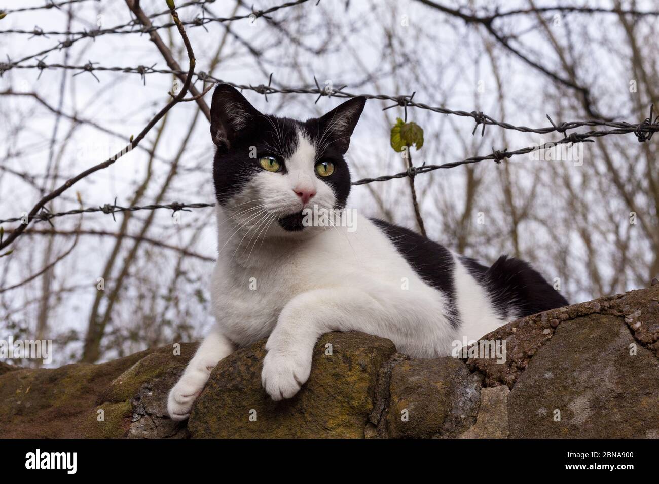 Closeup of a black and white cat on a concrete fence with barbed wire ...