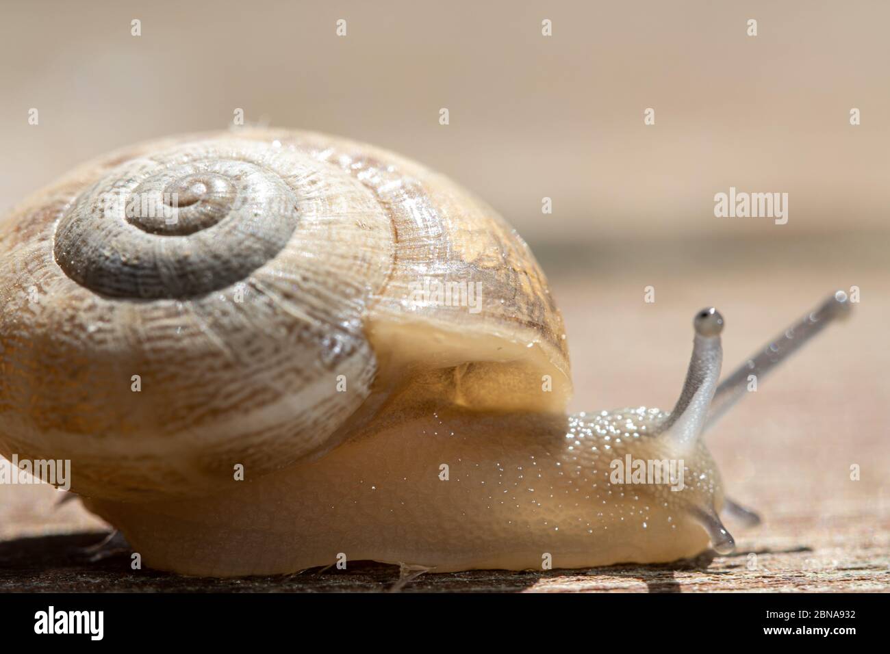 Soft focus of a snail crawling on wooden pavement on a sunny day Stock ...