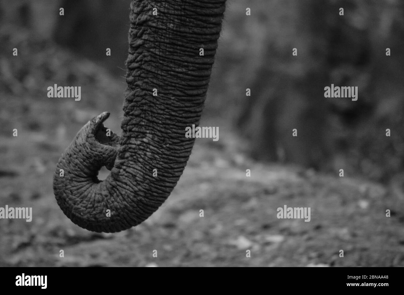 Elephants are large mammals of the family Elephantidae and the order ...