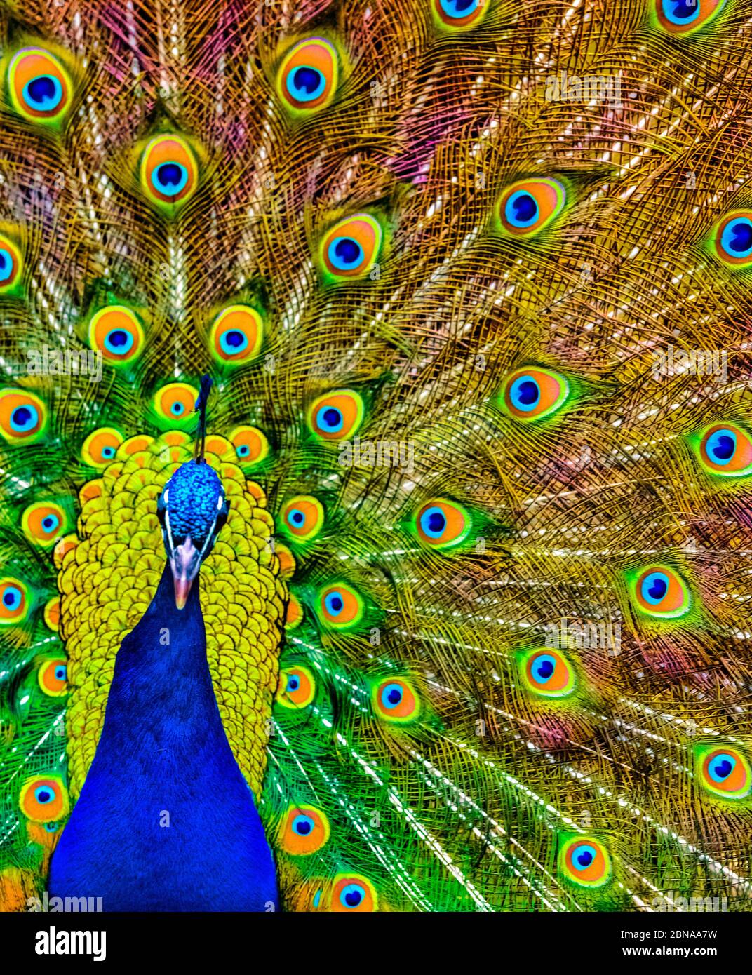 Beautiful shot of a peacock with opened tale - perfect for mobile Stock ...
